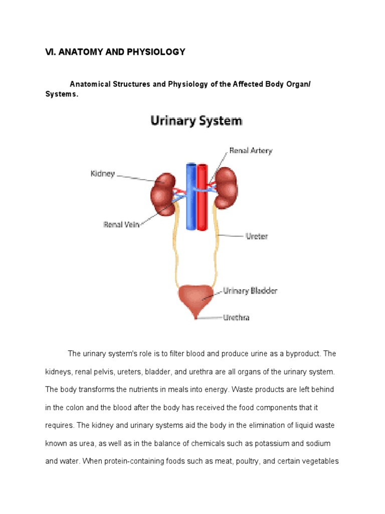 Vi. Anatomy and Physiology: Anatomical Structures and Physiology of The ...