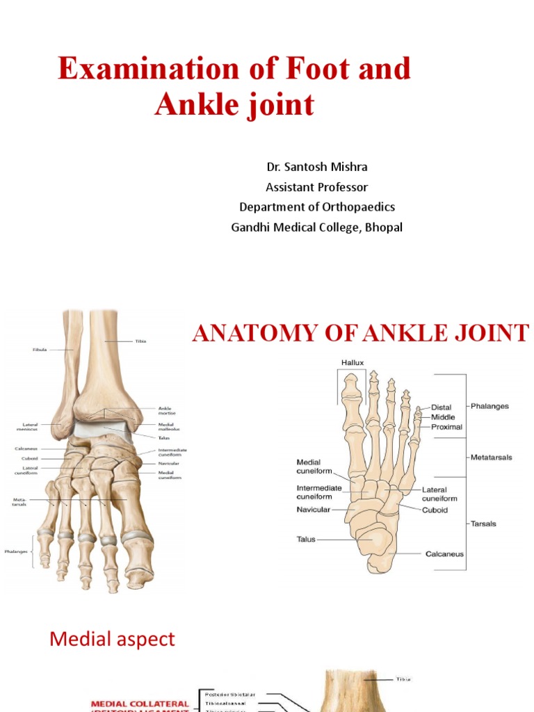 Ankle Joint Examination Guide | PDF | Foot | Ankle