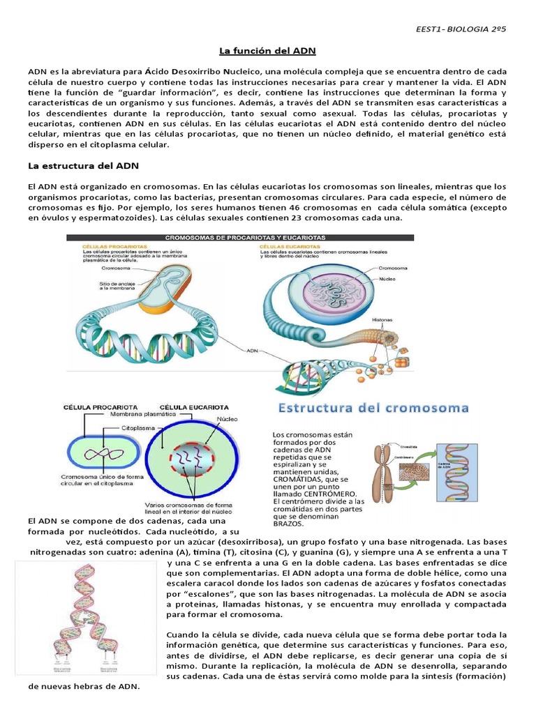 TP 6 - La Funcion Del ADN | PDF | Mitosis | Adn