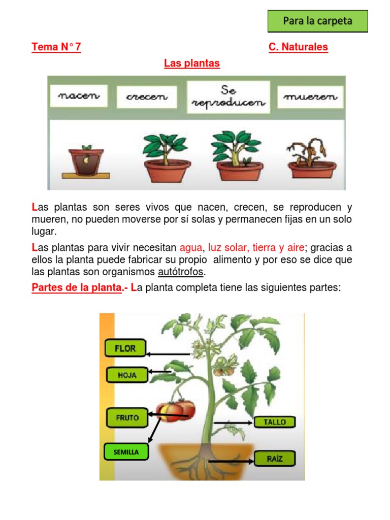 Las Plantas | PDF | Hogar, jardinería y bricolaje | Ciencia y matemáticas