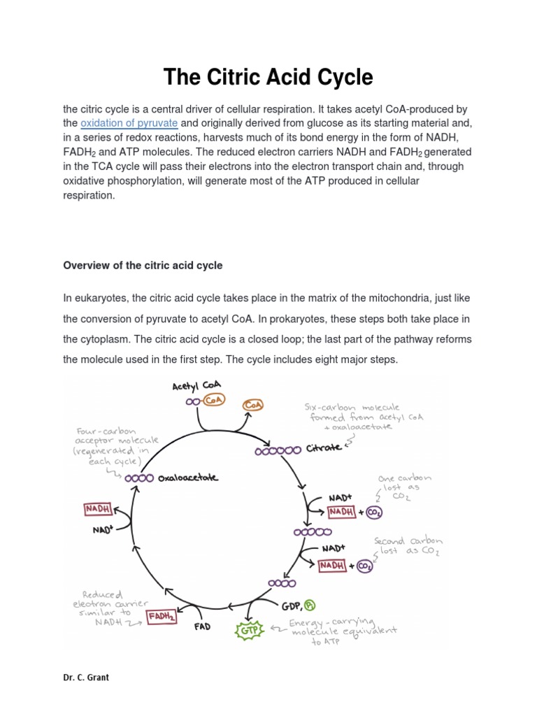 The Citric Acid Cycle | PDF | Citric Acid Cycle | Diet & Nutrition