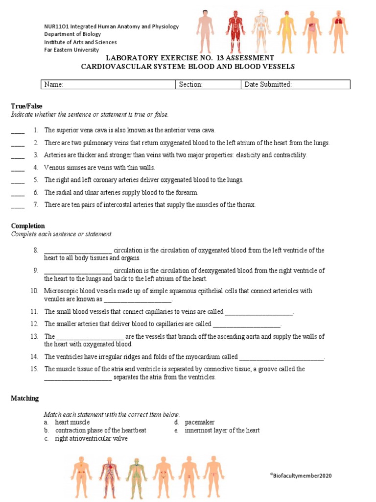 Laboratory Exercise No. 13 Assessment Cardiovascular System: Blood and ...