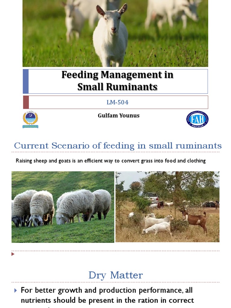 Feeding Sheep Goats | PDF | Goat | Nutrition