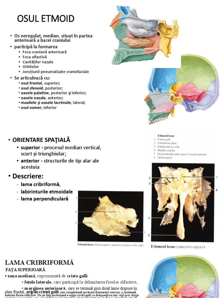 Etmoid, Sfenoid, Sinus Sfenoid | PDF