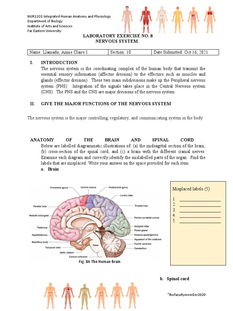 Laboratory Exercise No. 8 Nervous System | PDF | Central Nervous System ...
