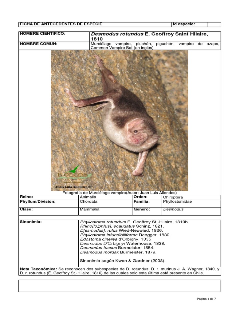 DESMODUS | PDF | Chile | Murciélago