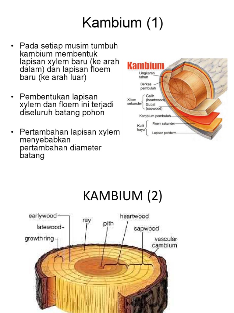 Ciri dan Struktur Kambium pada Pohon | PDF