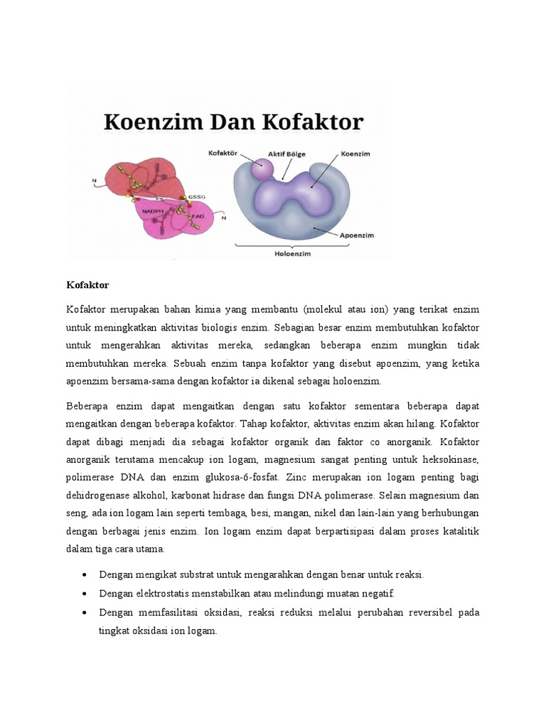 Kofaktor Dan Koenzim | PDF