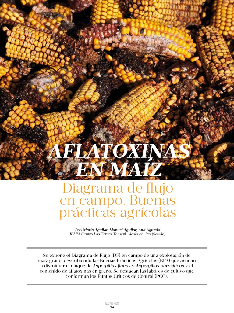 Aflatoxinas en El Maíz | PDF | Micotoxinas | Alimentos