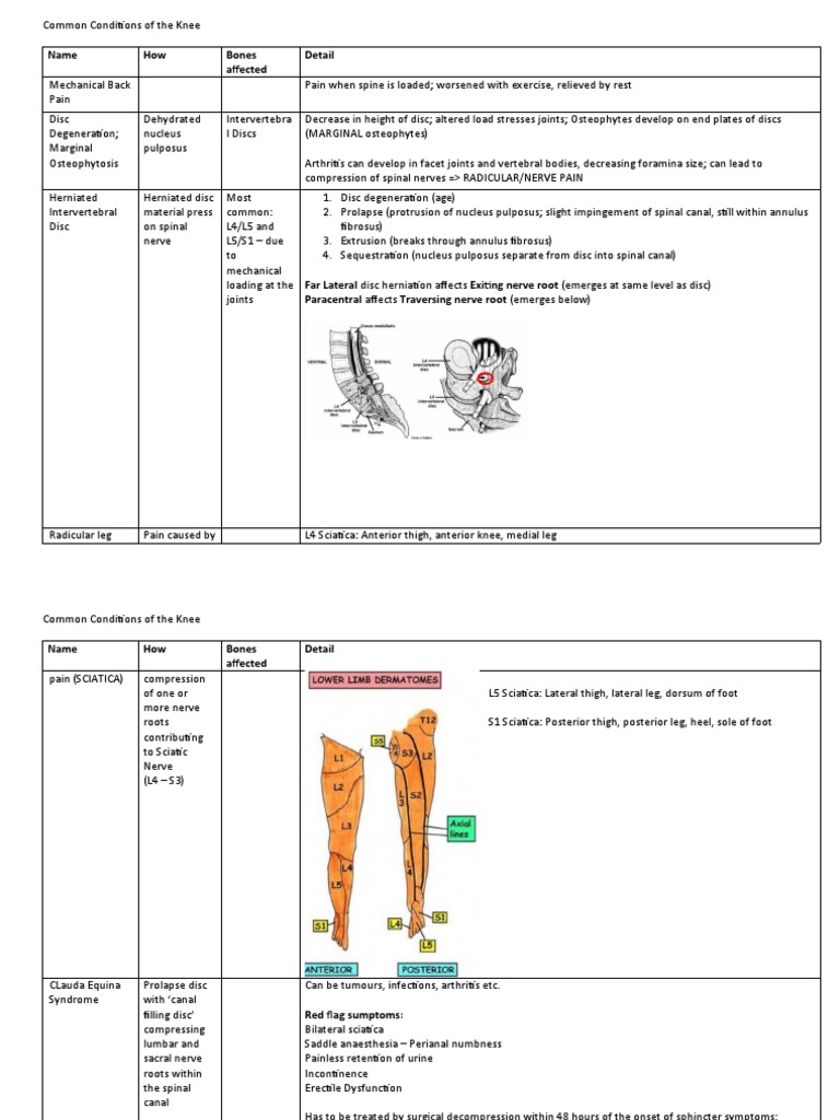 Common Conditions of The Lumbar Spine | PDF | Musculoskeletal System ...