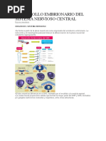 Lobulo de La Insula | PDF | Corteza Insular | Lóbulo temporal