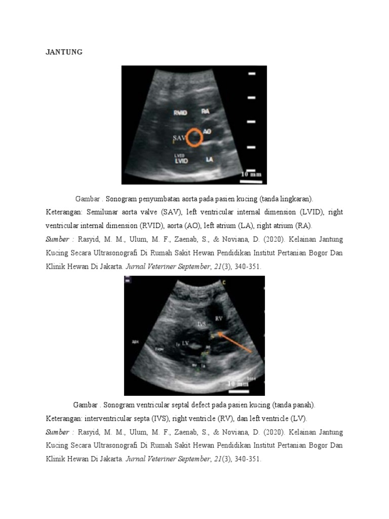 Ultrasonografi Jantung Kucing | PDF