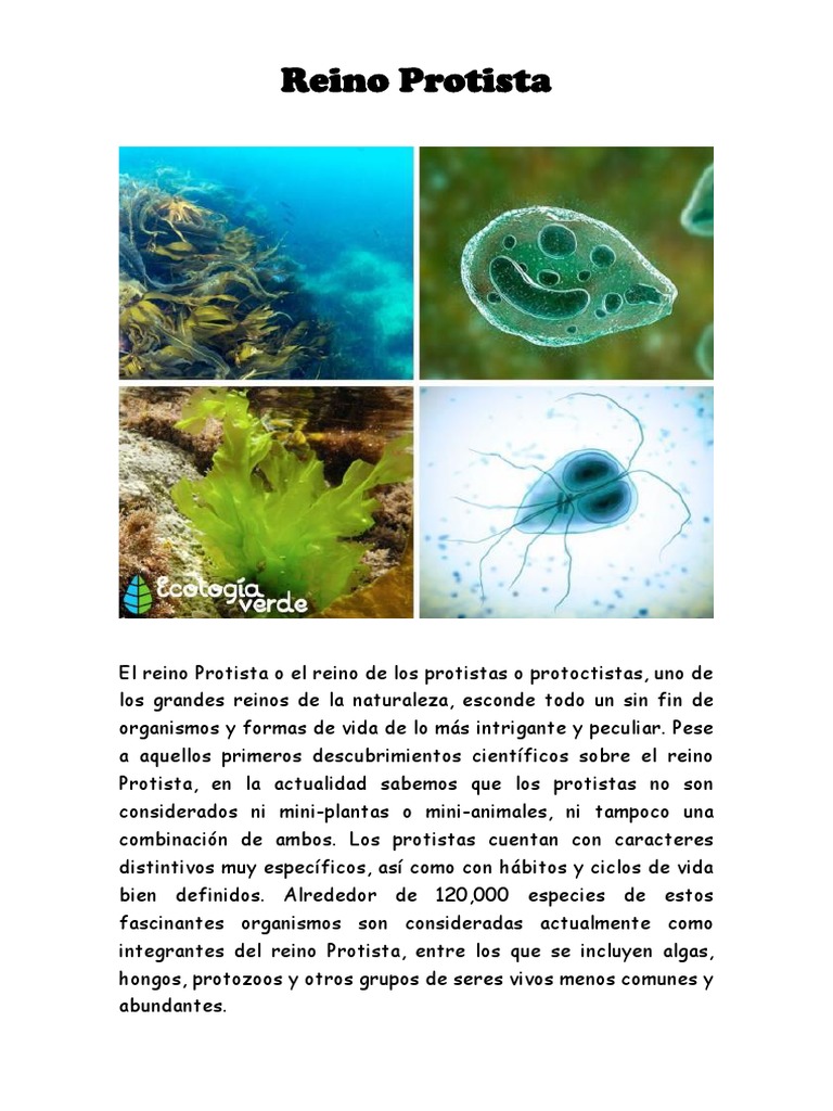 Reino Protista | PDF