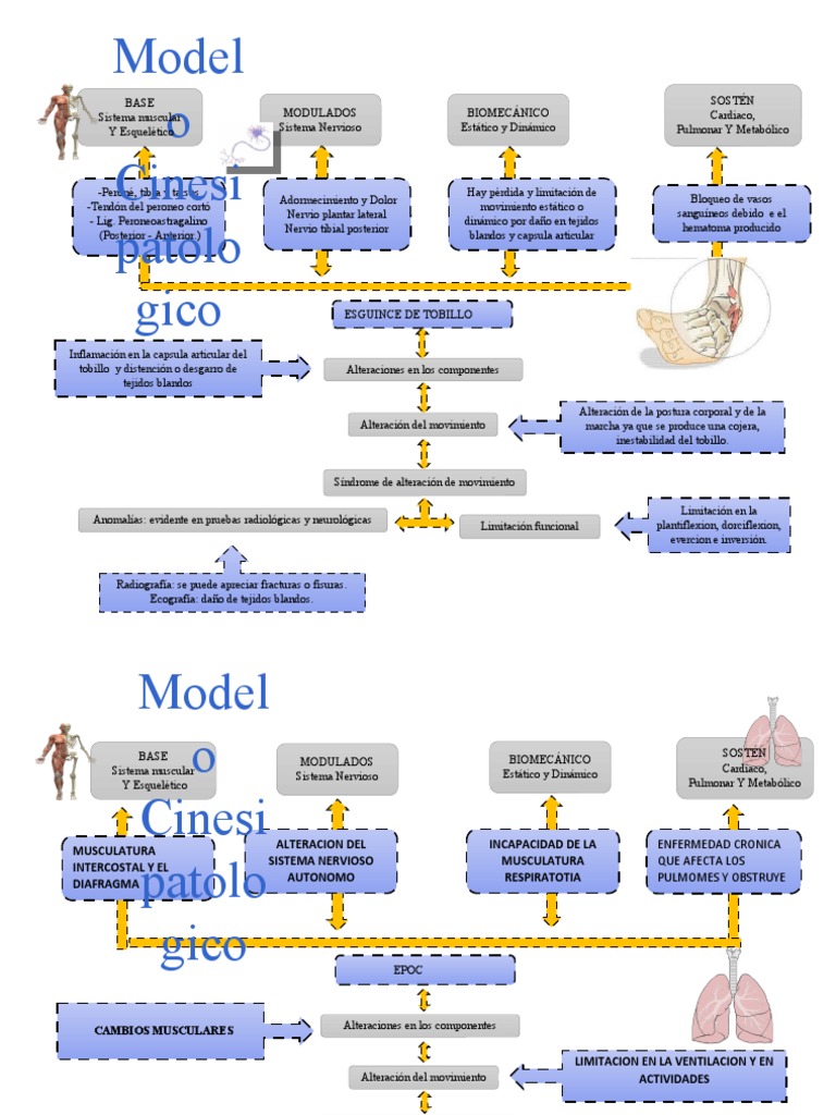 Modelos de Sahrmann CORREGIDO | PDF | Tobillo | Músculo
