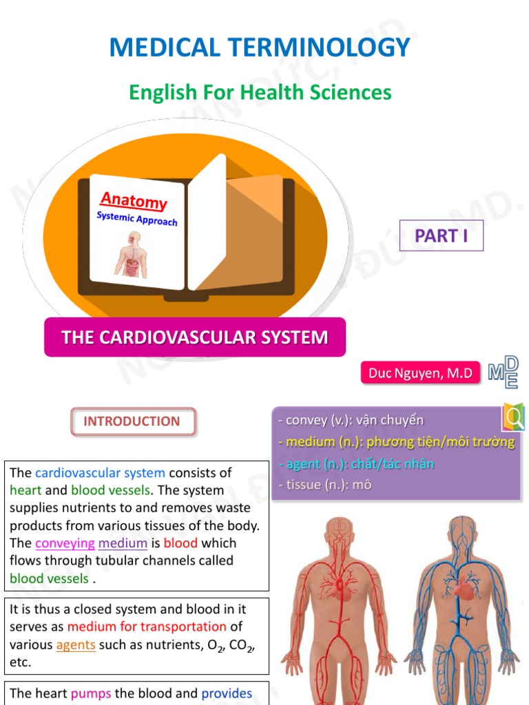 Anatomy - Cardiovascular System - Part I | PDF | Coronary Circulation ...