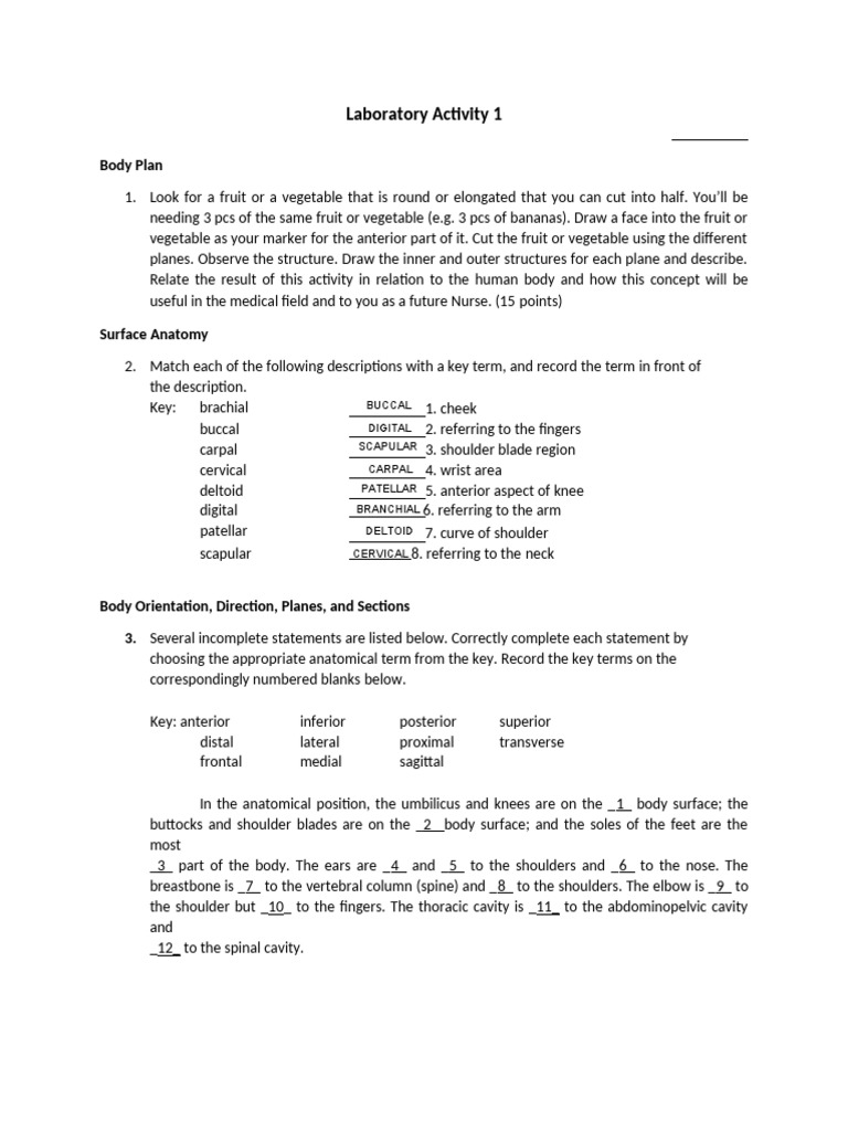 Anatomy and Body Orientation Activity | PDF | Anatomical Terms Of ...