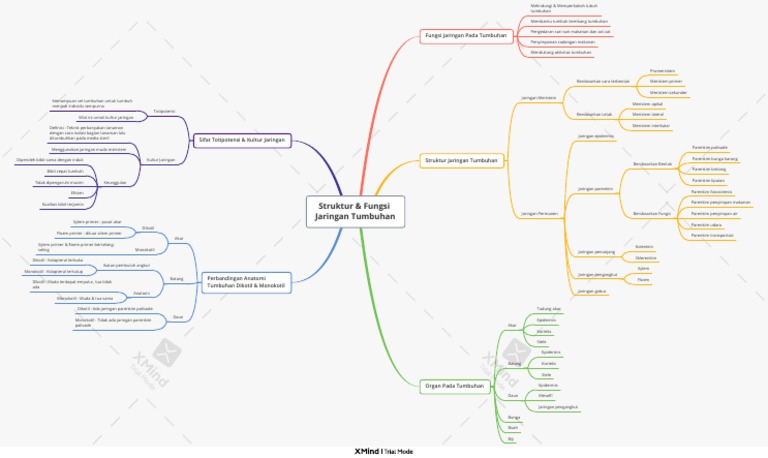Mind Map Kelompok 3 - Offering C - Struktur & Fungsi Jaringan Tumbuhan ...