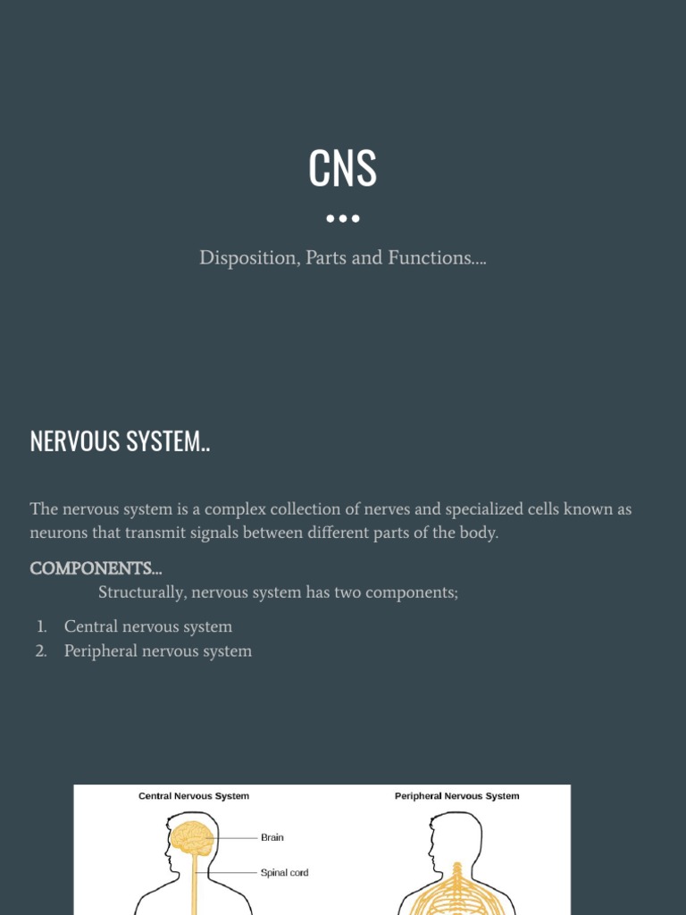 Disposition, Parts and Functions | PDF | Central Nervous System ...