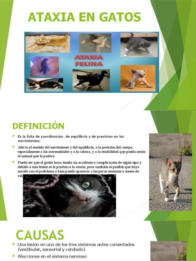 Ataxia en gatos: causas, síntomas y tratamiento | PDF | Gatos | Neurología