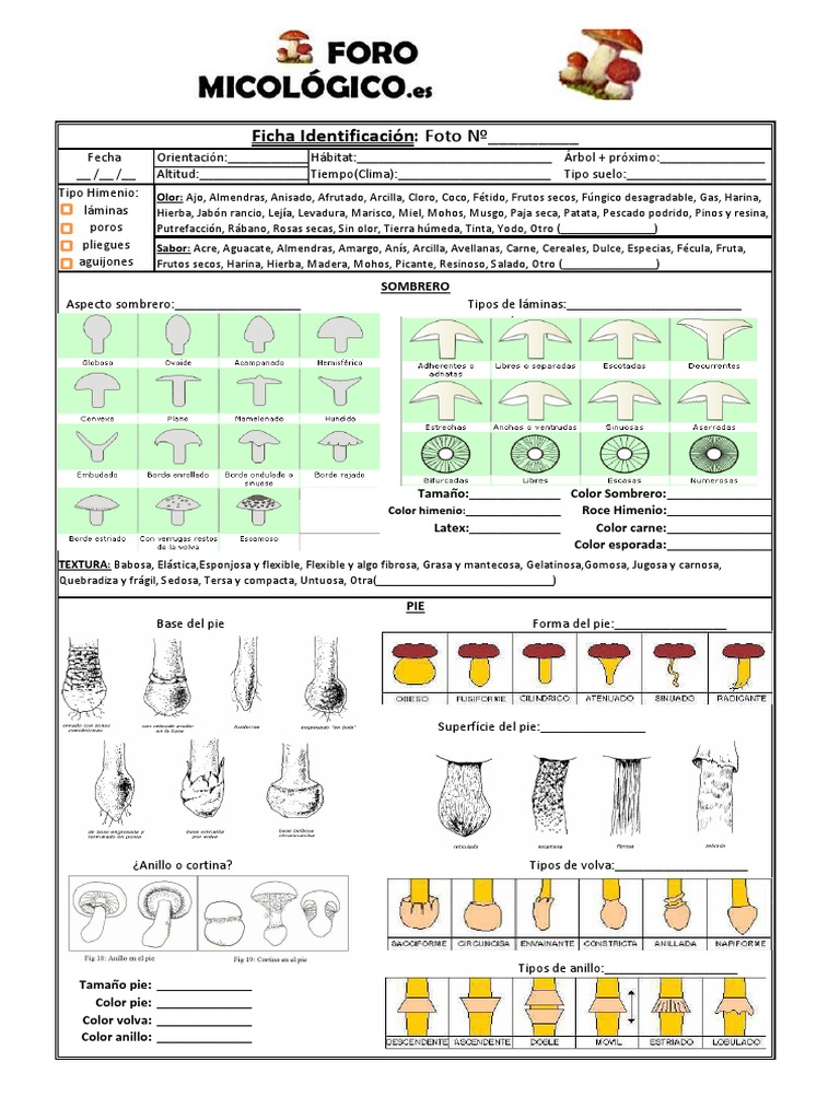 Ficha Identificacion Setas | PDF | Cocina | Comida y bebida