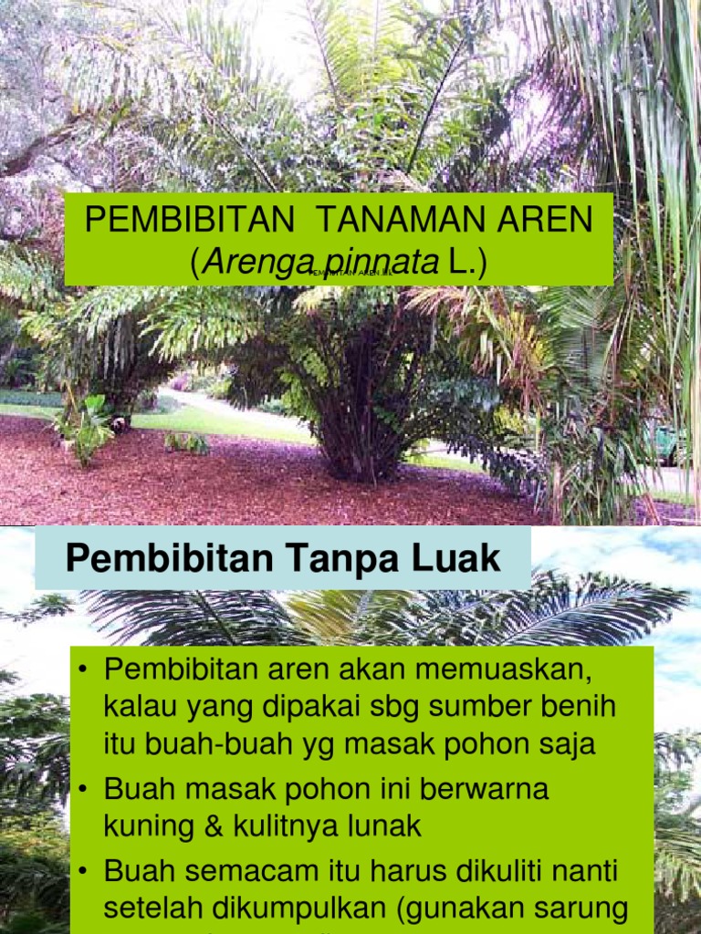 Pembibitan Dan Budidaya Tanaman Aren | PDF