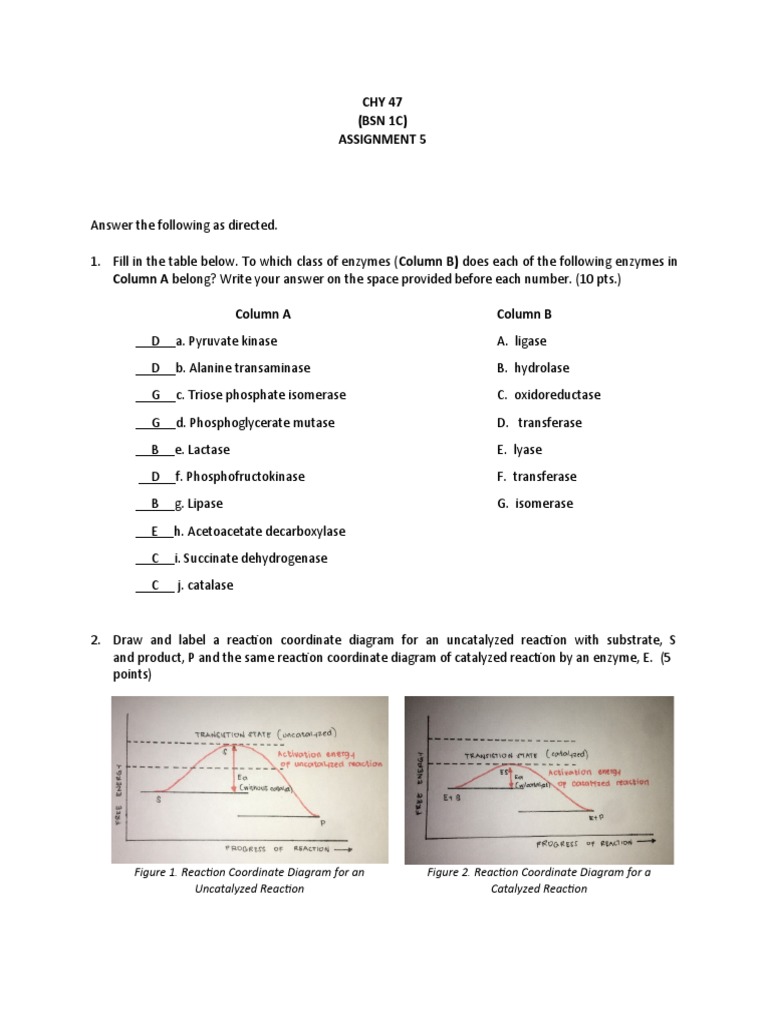 Assignment #5 Enzymes | Download Free PDF | Enzyme | Active Site