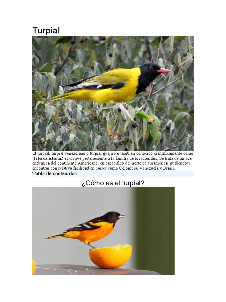 Turpial | Descargar gratis PDF | Paravianos | Ornitología