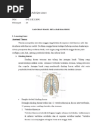 Anatomi dan Topografi Thorax Manusia | PDF
