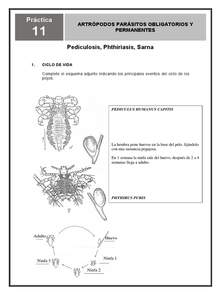 Práctica 11 - Artrópodos Parásitos Obligatorios y Permanentes | PDF ...