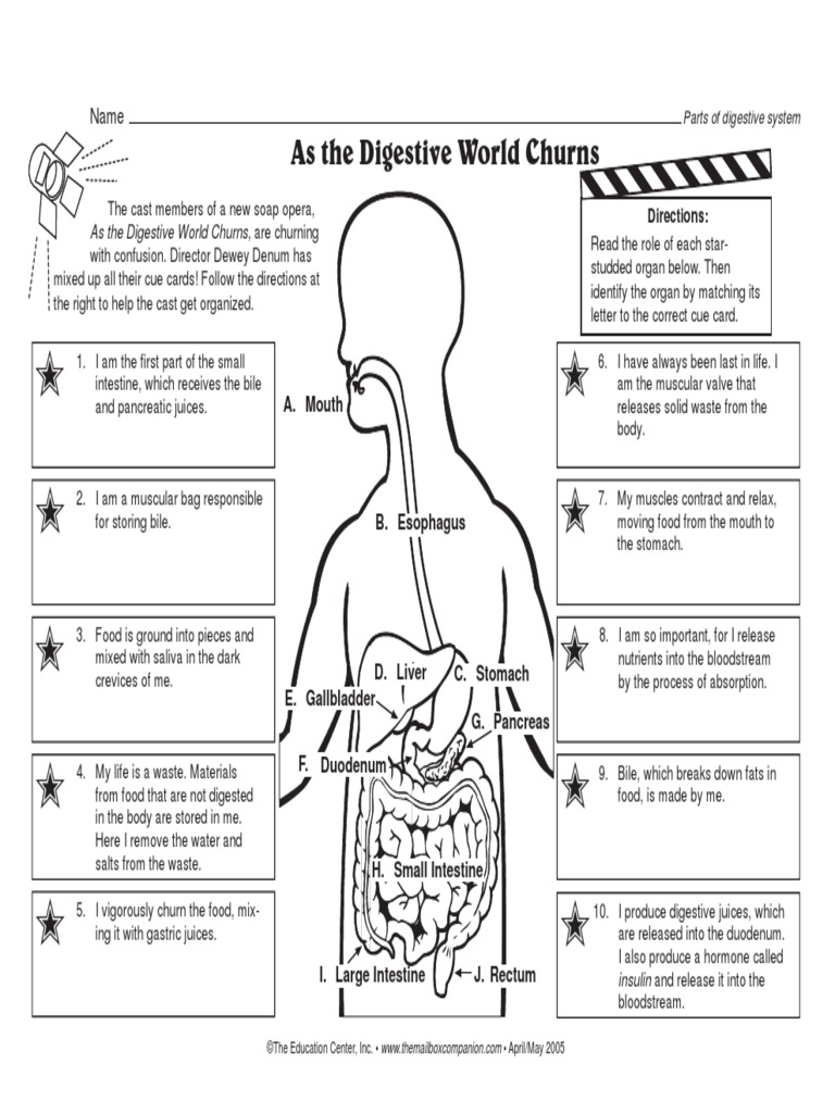 Science Worksheet Digestive System | PDF | Human Digestive System ...