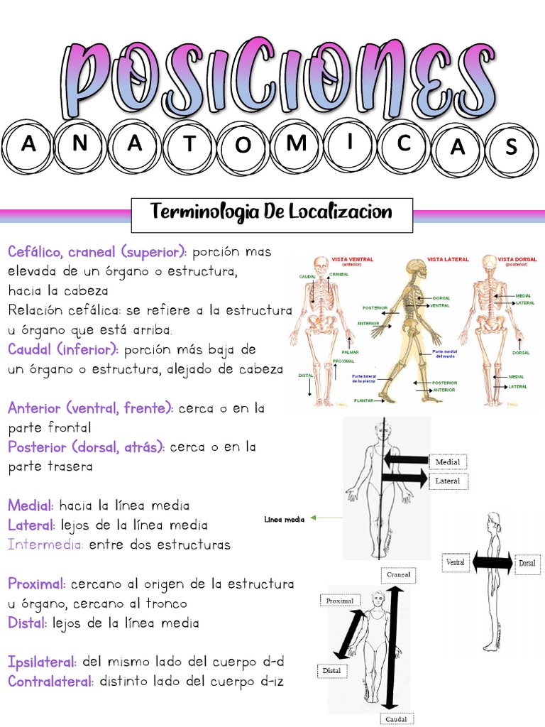Posición Anatómica | PDF