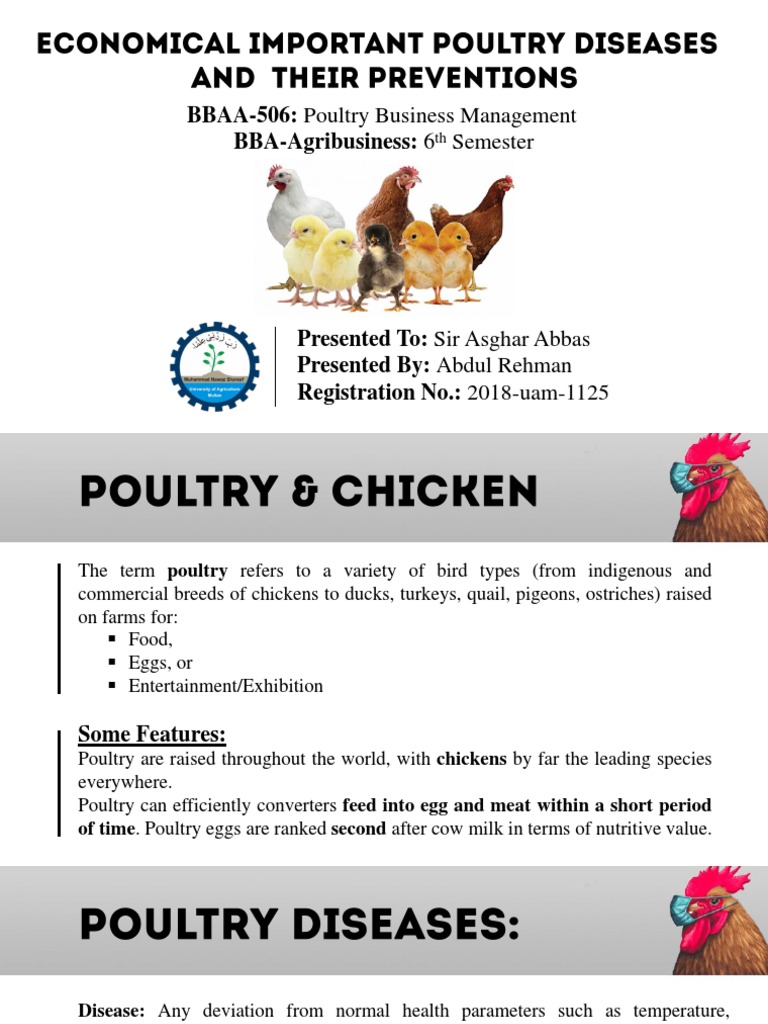 Economically Important Poultry Diseases | PDF | Poultry | Avian Influenza