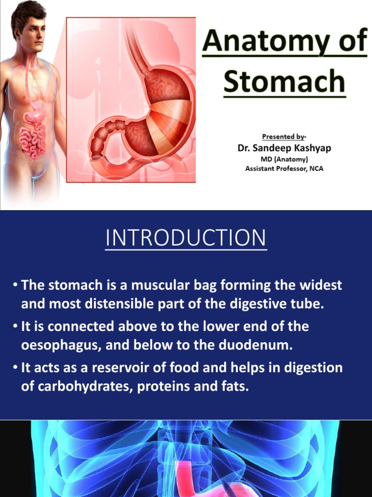 Anatomy of Stomach | PDF | Stomach | Gastroenterology