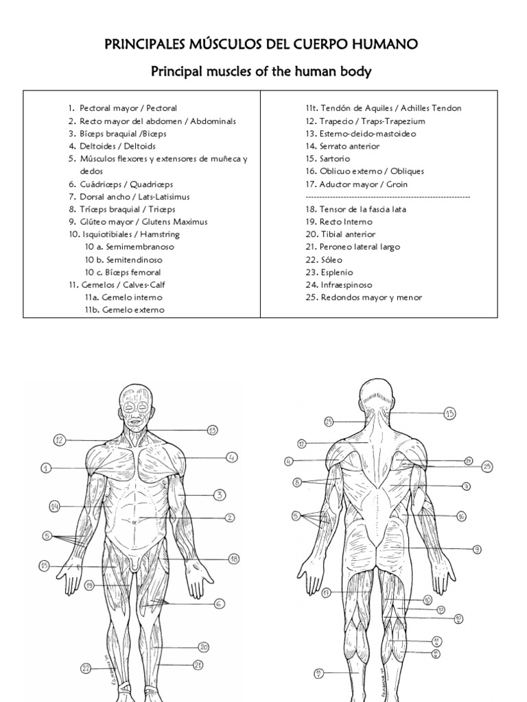 Principales músculos del cuerpo humano | PDF | Salud y bienestar ...