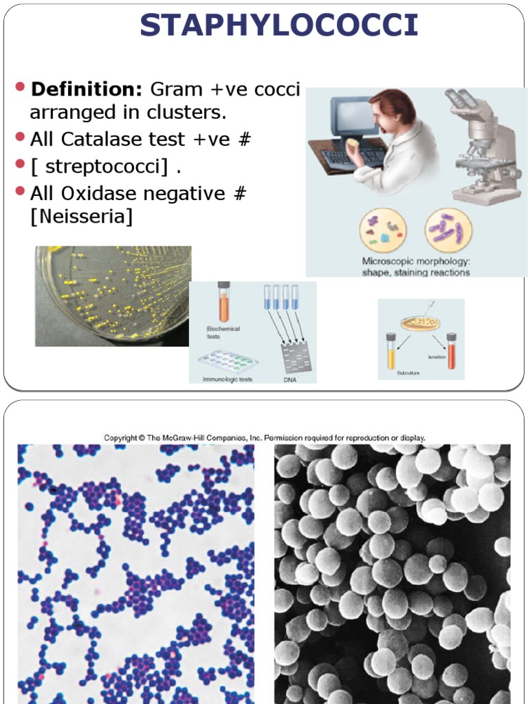 Definition: Gram +ve Cocci | PDF | Staphylococcus | Staphylococcus Aureus