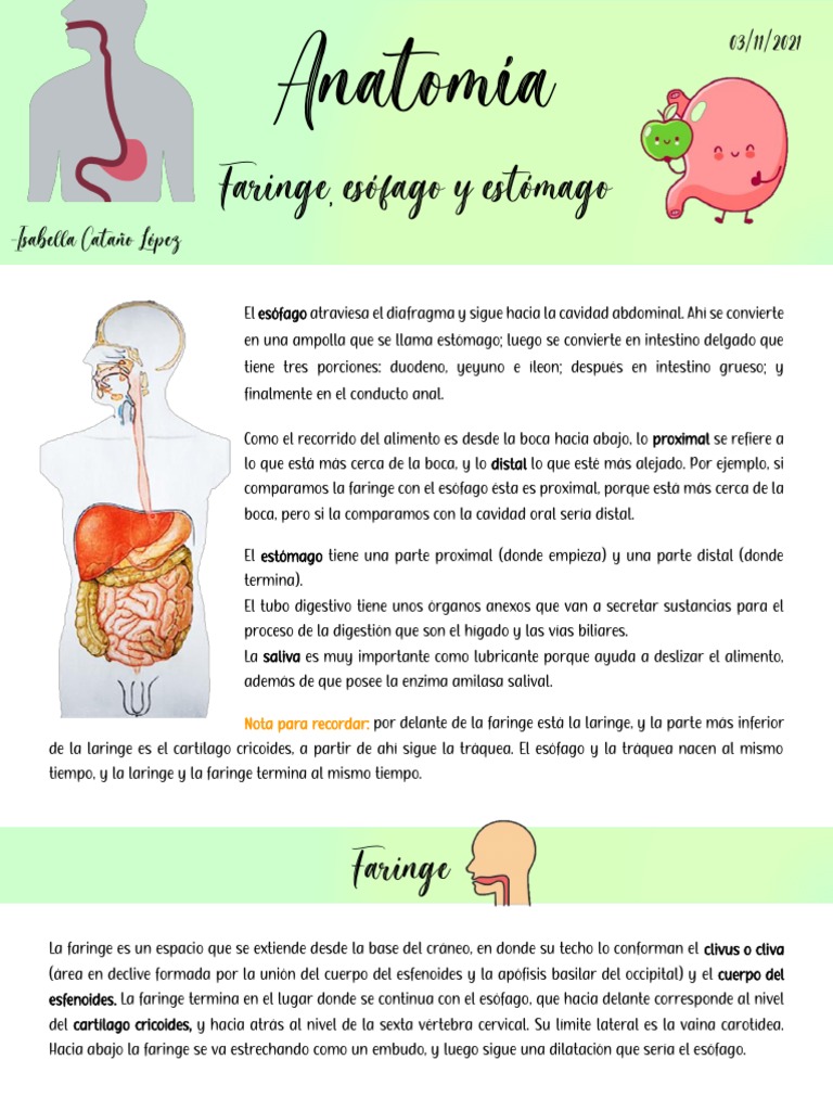 Anatomía de Faringe, Esófago y Estómago | PDF | Estómago | Esófago