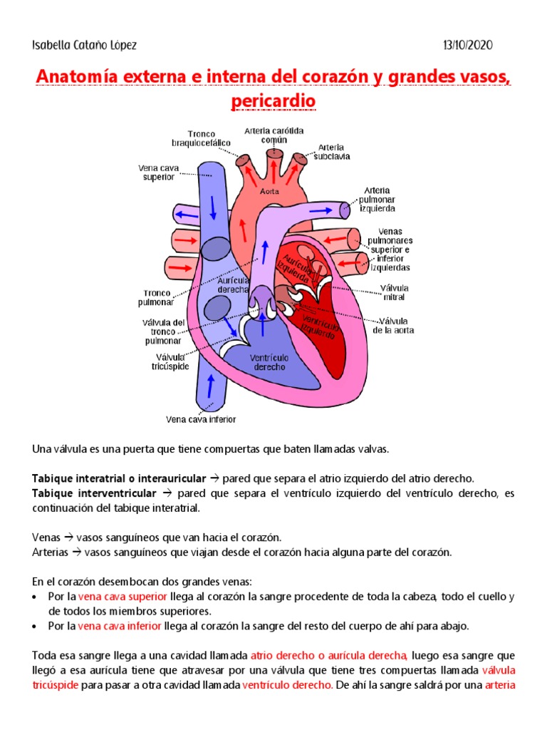 Anatomía Externa E Interna Del Corazón Y Grandes Vasos Pdf Corazón