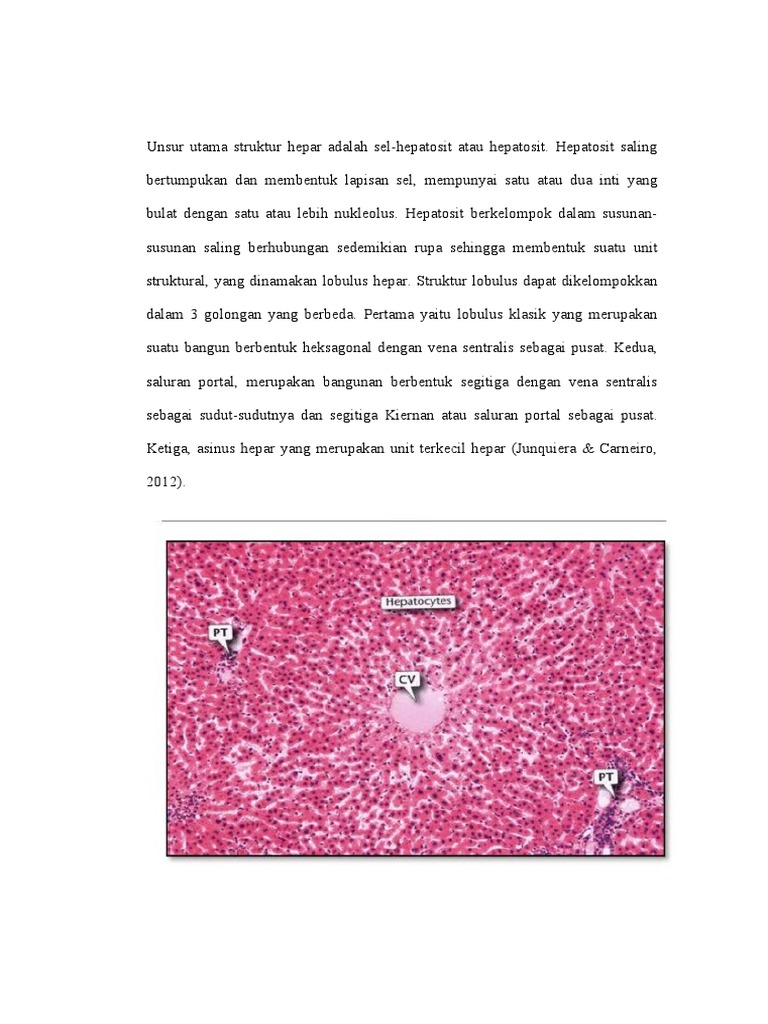 Struktur dan Fungsi Sel Hepatosit | PDF | Kajian Bahasa Asing ...