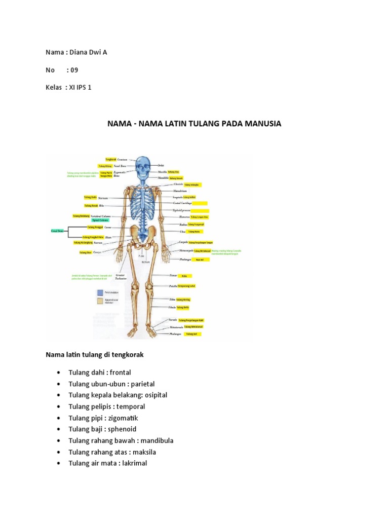 Nama Latin Tulang Manusia | PDF