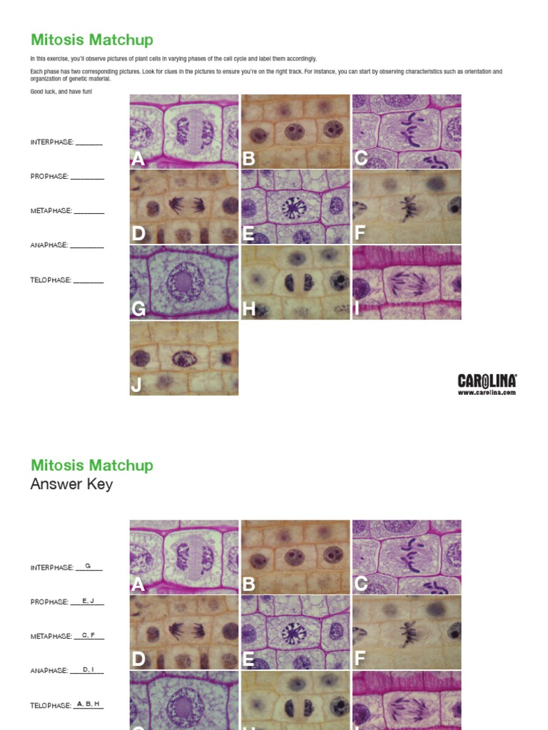 Mitosis Phase Identification Worksheet | PDF