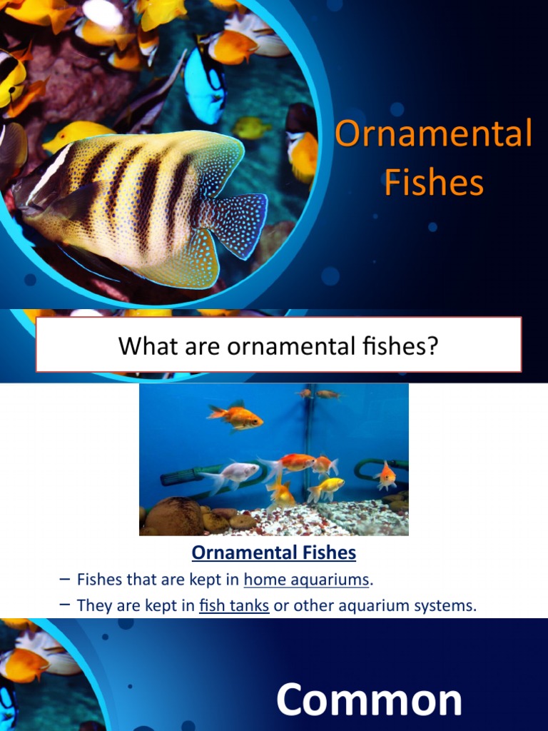 Introduction to Ornamental Fishes | PDF | Home & Garden