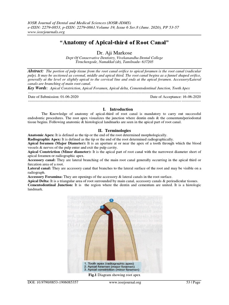 Anatomy of Apical Constriction in Endodontics | PDF | Tooth | Mouth