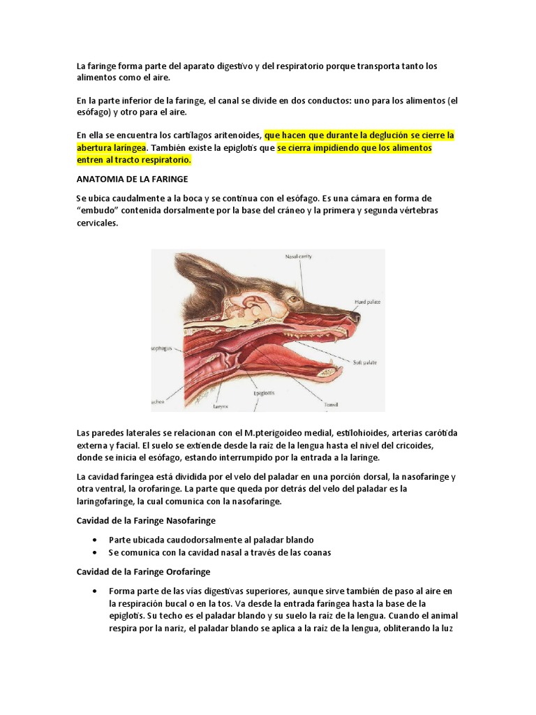 Faringe y Esofago | PDF | Esófago | Estómago