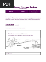 Structure of Neuron | PDF | Neuron | Axon