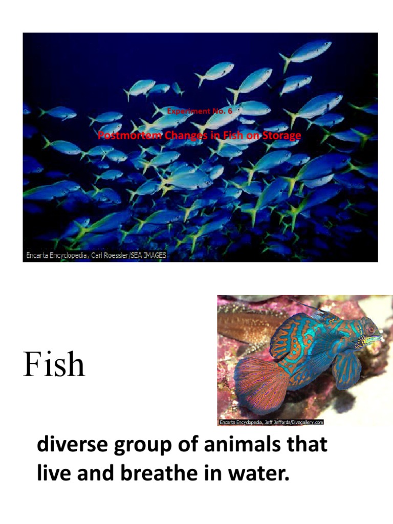 Experiment 6 FT 131 | PDF | Decomposition | Taste