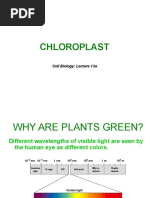 Chloroplast Labelled A Level Diagram | PDF | Chloroplast | Cell (Biology)