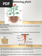 Difference Between Climbers and Creepers | PDF | Plant Stem | Branches ...