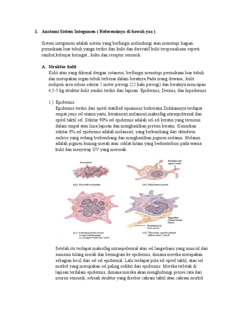Anatomi Sistem Integumen | PDF | Griya & Taman | Kesehatan Holistik