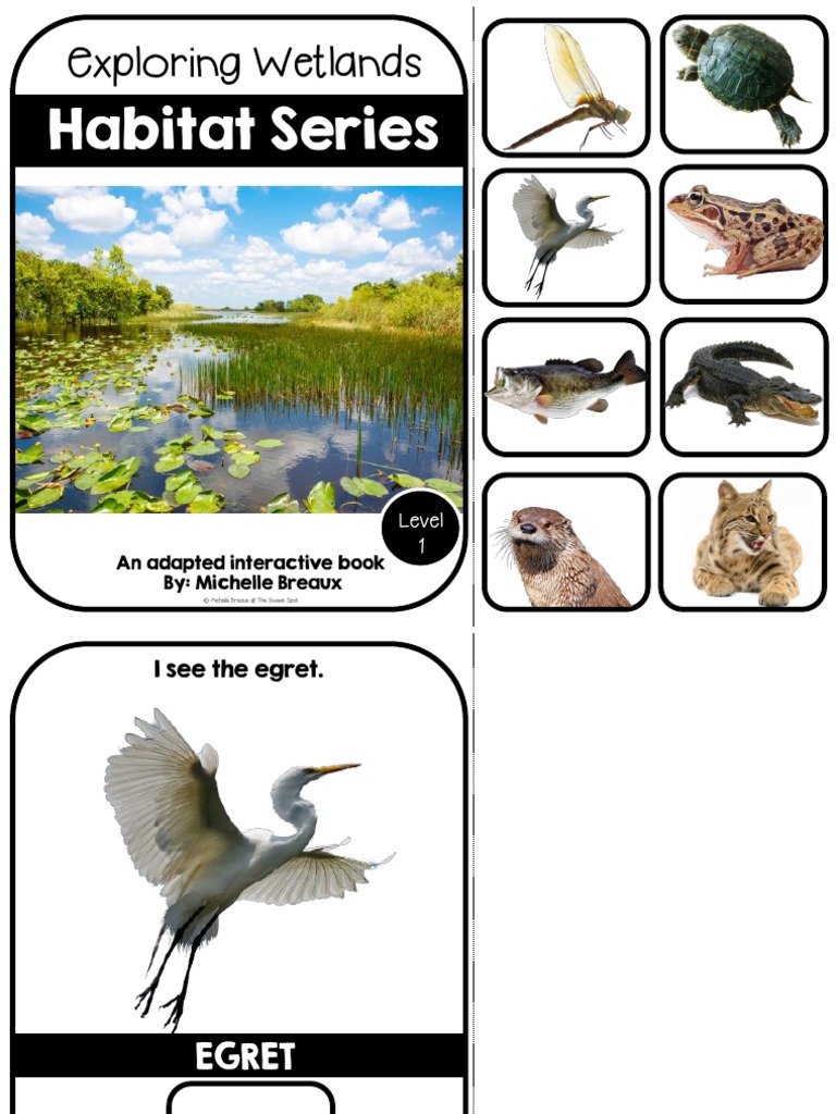 Habitat Series: Exploring Wetlands | Download Free PDF | Wetland