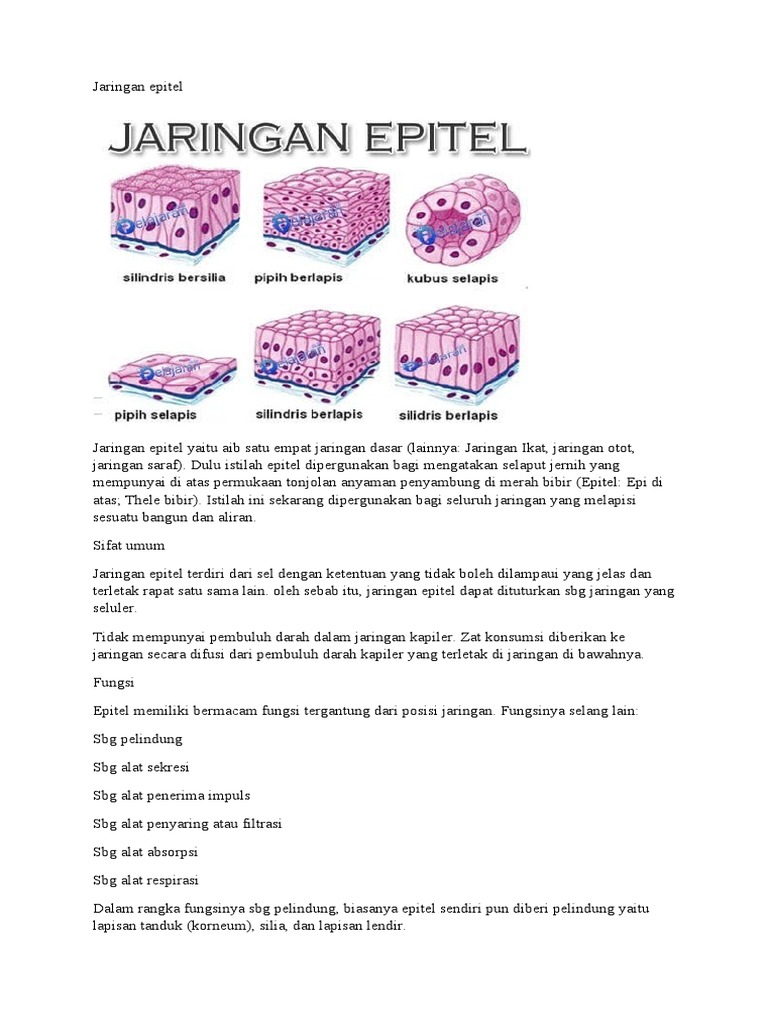 Penjelasan Jaringan Epitel | PDF | Sains & Matematika